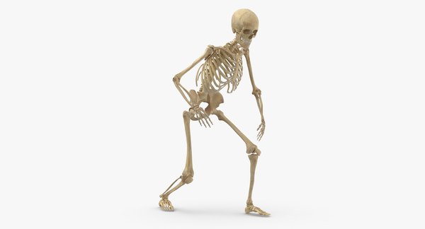 Human Female Skeleton Getting Up Poses Collection 01 - 6 models3Dモデル ...