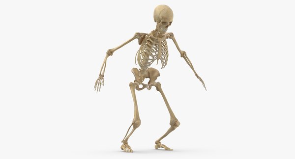 Human Female Skeleton Getting Up Poses Collection 01 - 6 models3Dモデル ...