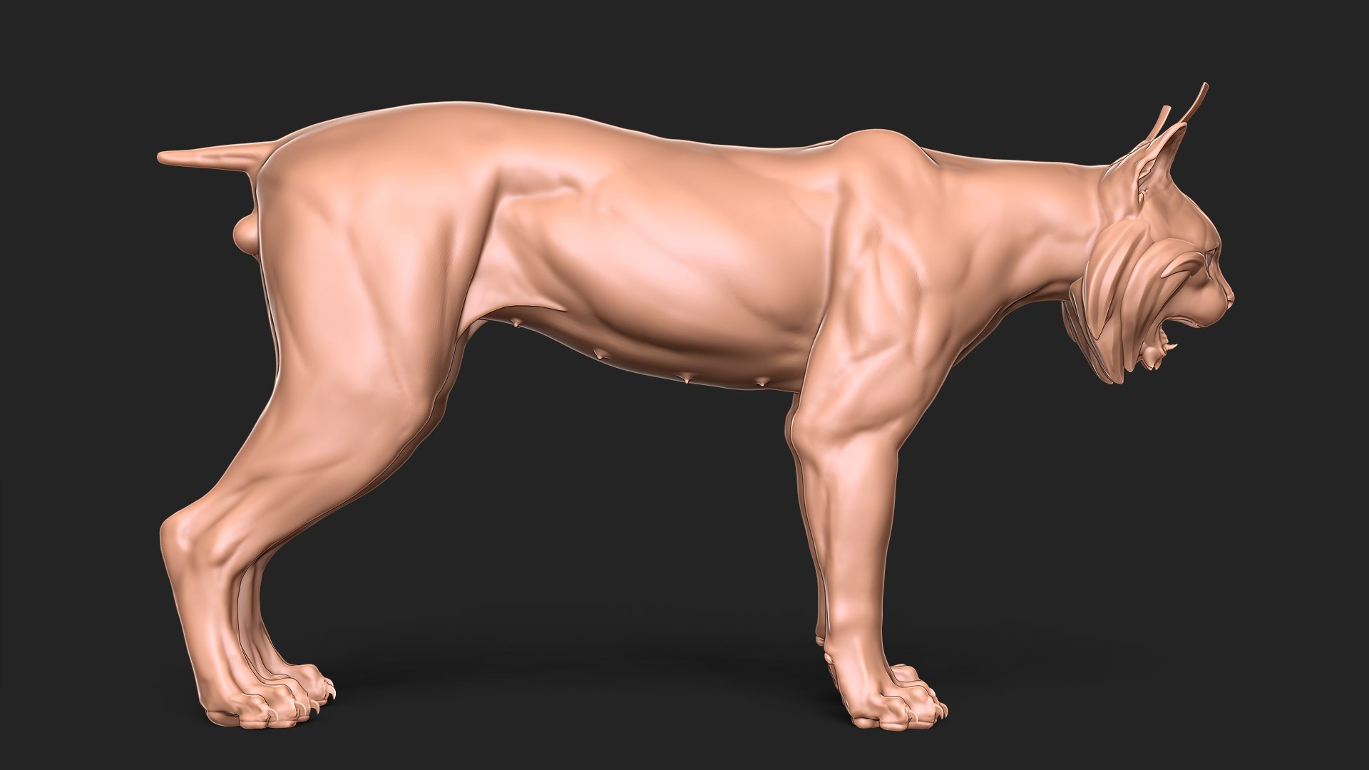 3D Canadian Lynx Primary Forms Zbrush Sculpt - TurboSquid 1817361