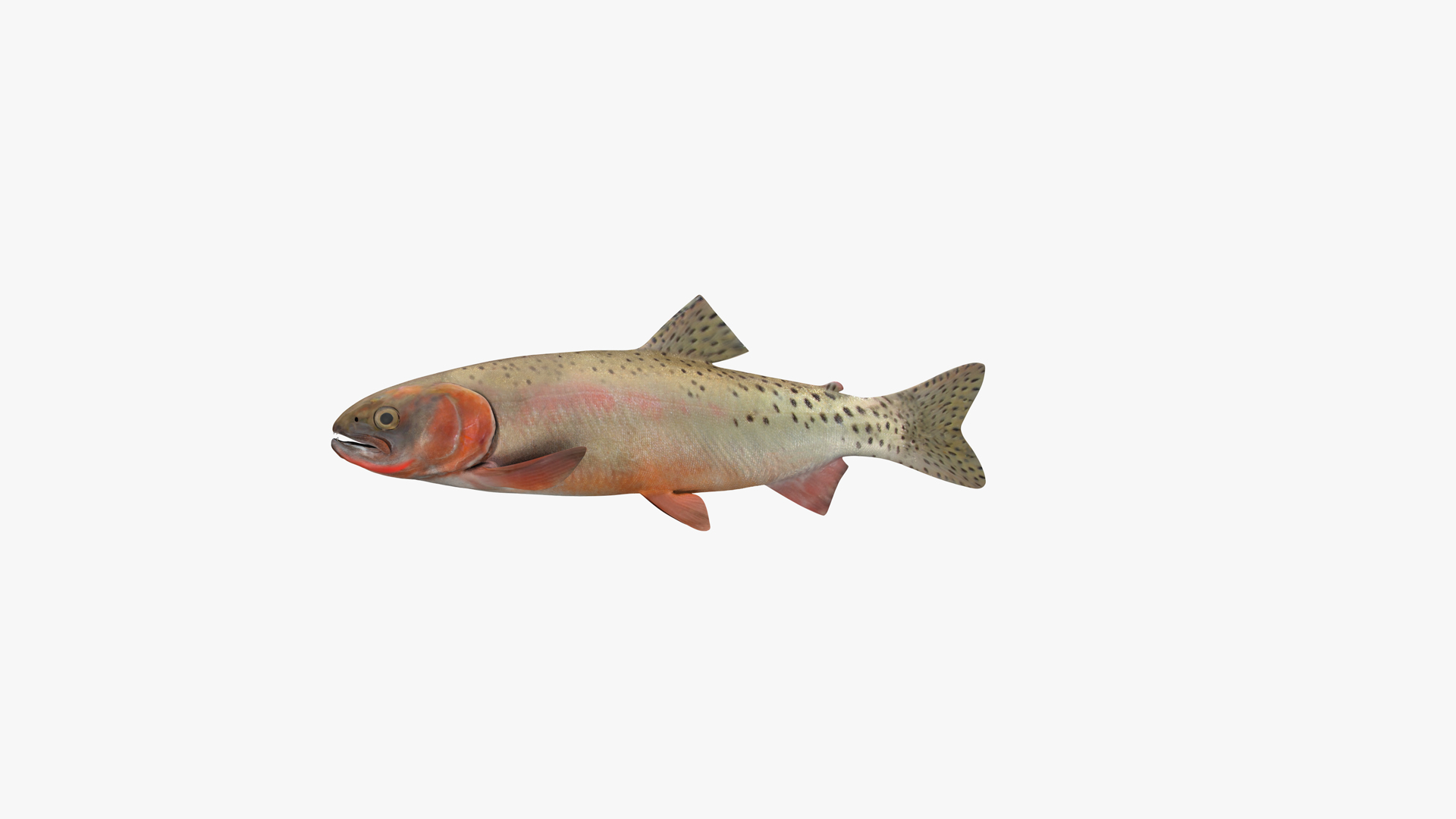 Colorado River Cutthroat Trout 3D Model - TurboSquid 2079094
