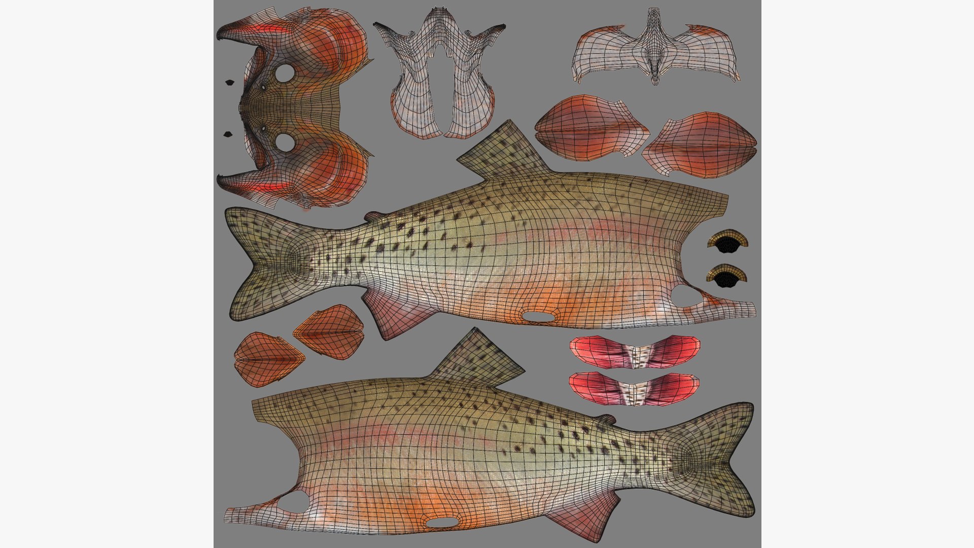 Colorado River Cutthroat Trout 3D Model - TurboSquid 2079094