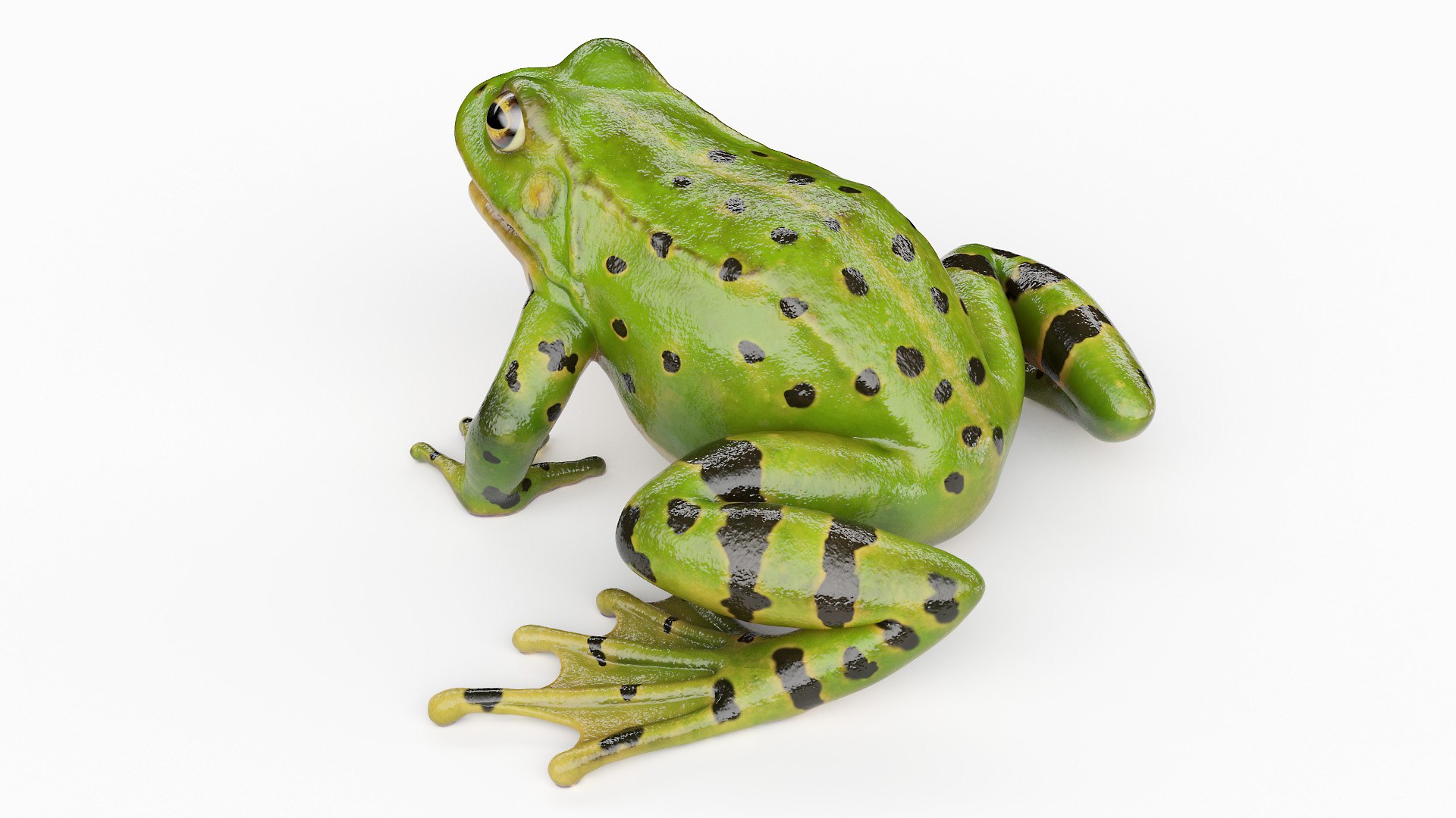 3D Frog Body Static - TurboSquid 1906082