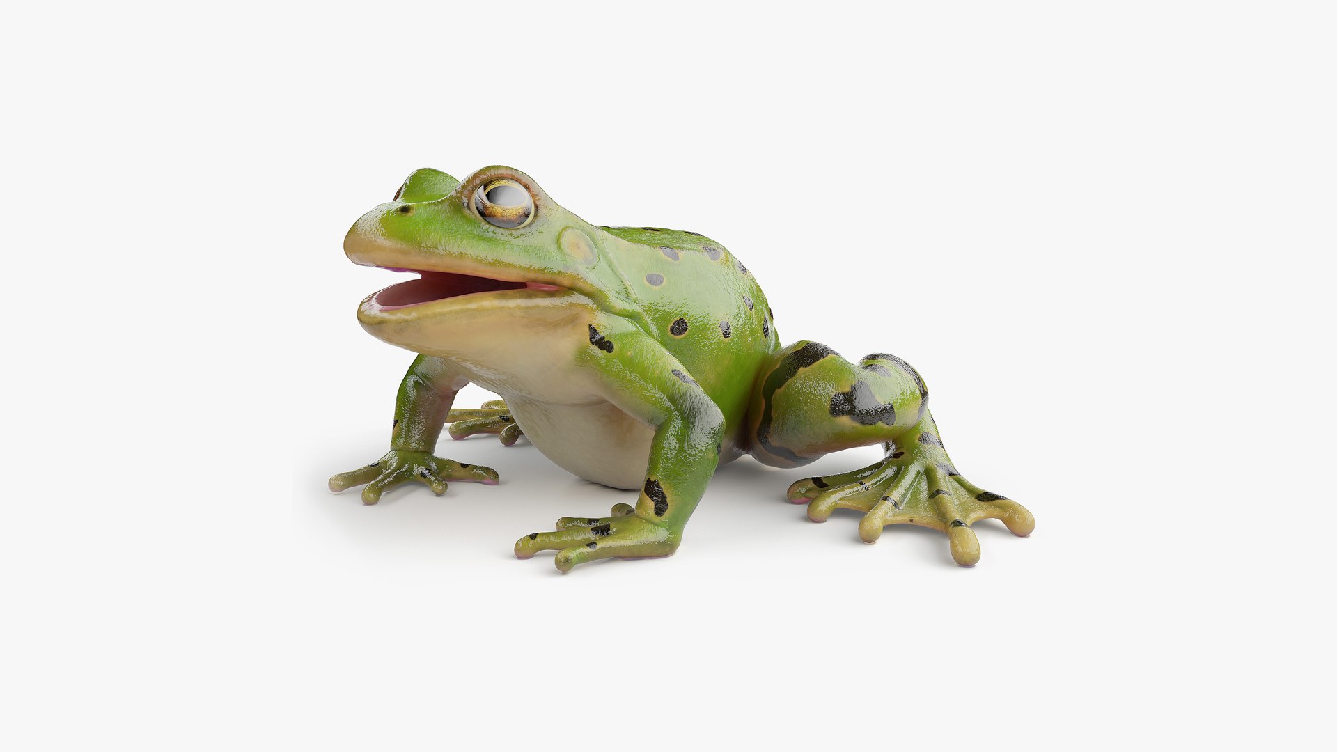 3D Frog Body Static - TurboSquid 1906082
