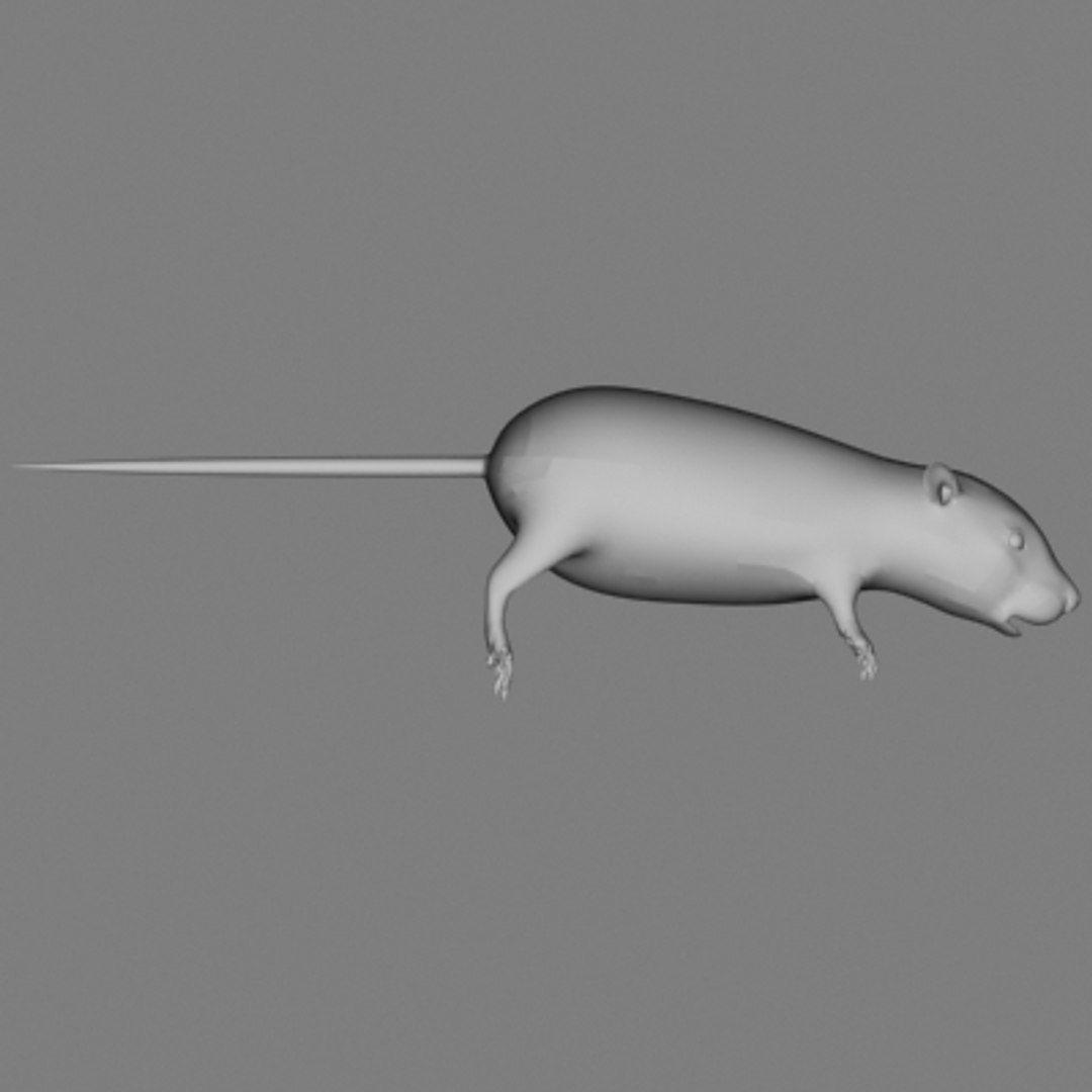3d Model Rat Rodent Mouse