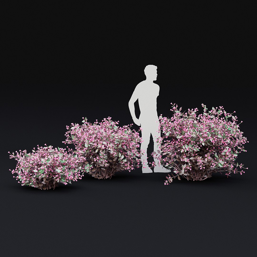 Weigela Florida Alexandra 3D Model - TurboSquid 1975214