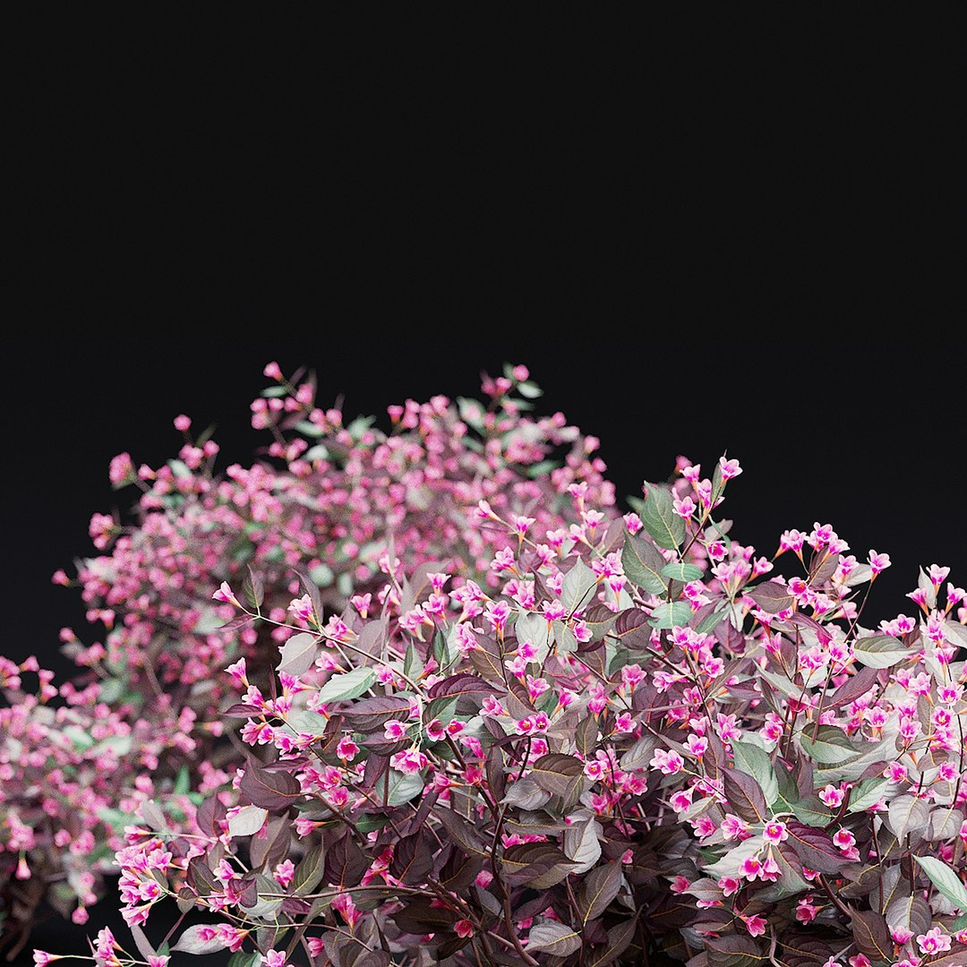 Weigela Florida Alexandra 3D Model - TurboSquid 1975214