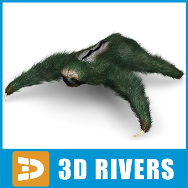 Sloth 3D Models for Download | TurboSquid
