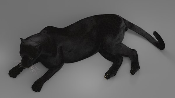 Panther rigged 3D - TurboSquid 1338580