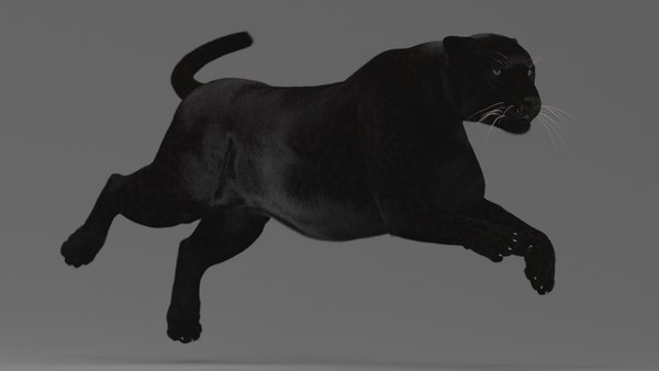 Panther rigged 3D - TurboSquid 1338580