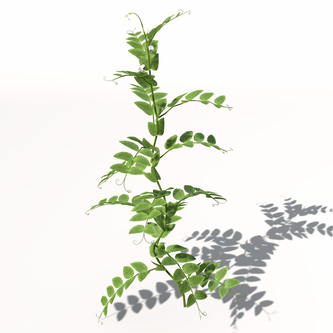 Peas Plant 3d Model
