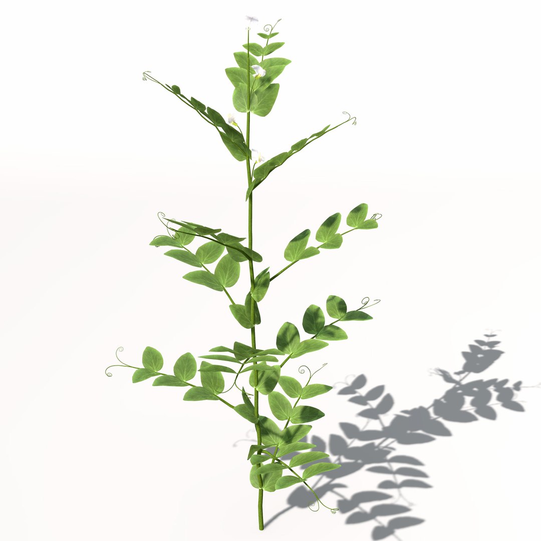 Peas Plant 3d Model