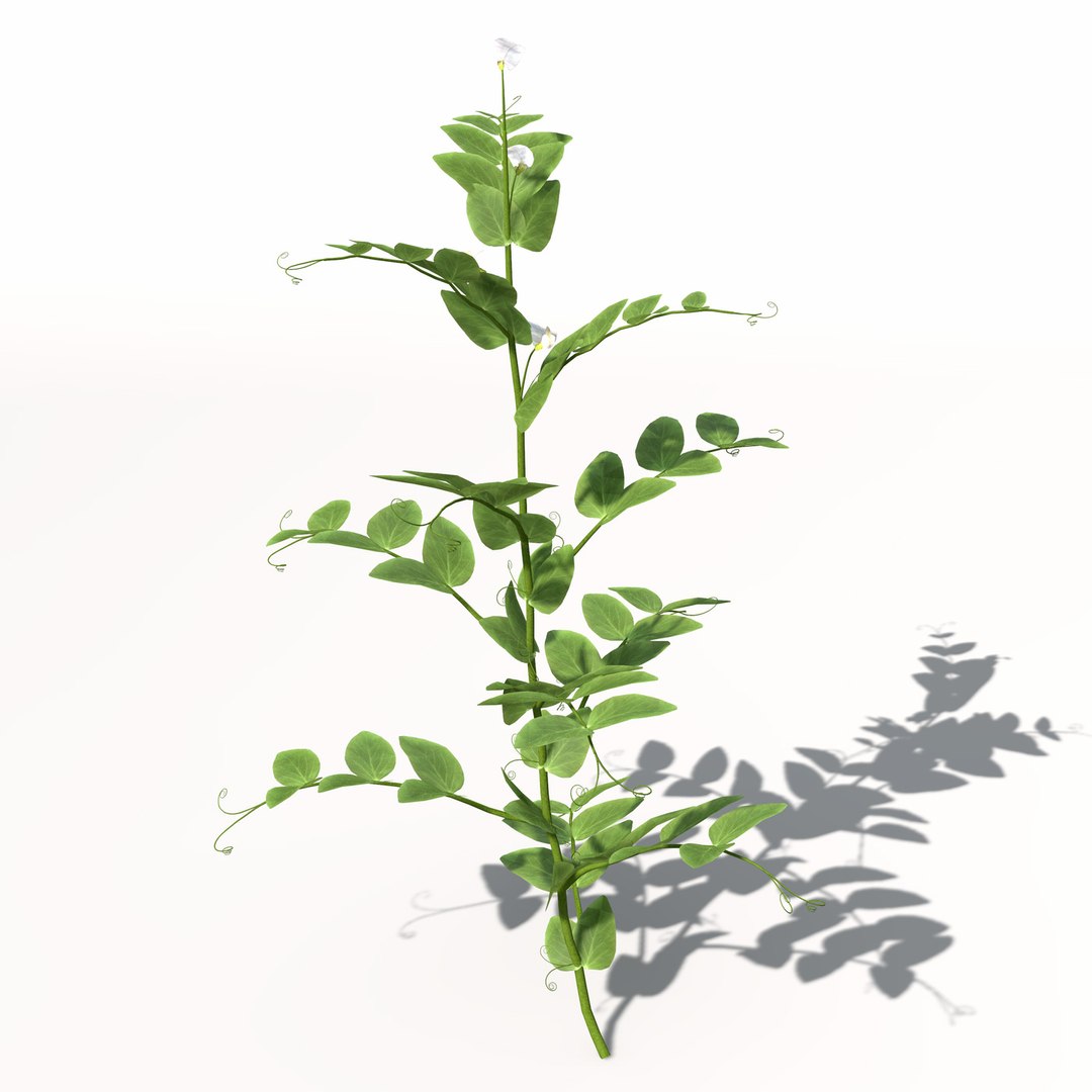 Peas Plant 3d Model
