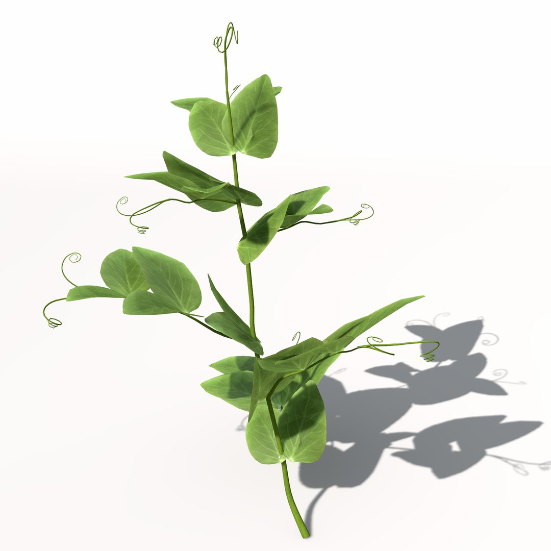 Peas Plant 3d Model