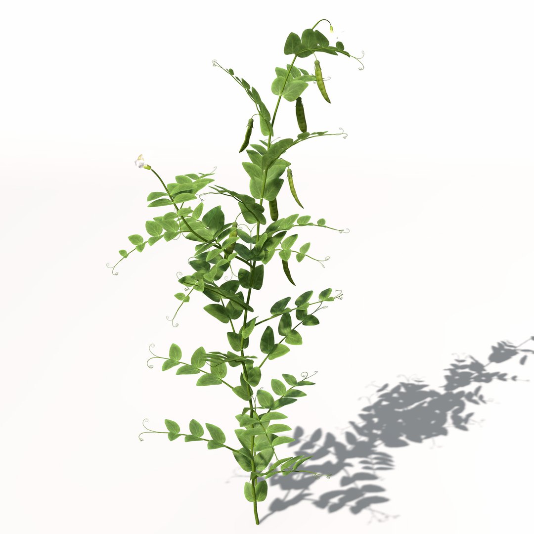 Peas Plant 3d Model