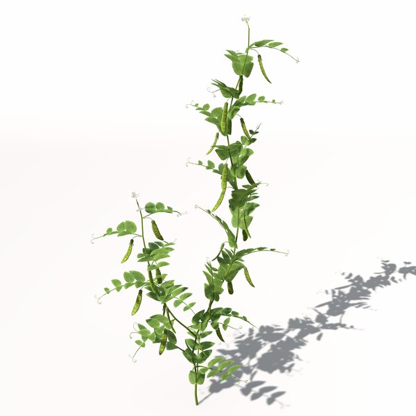 peas plant 3d model