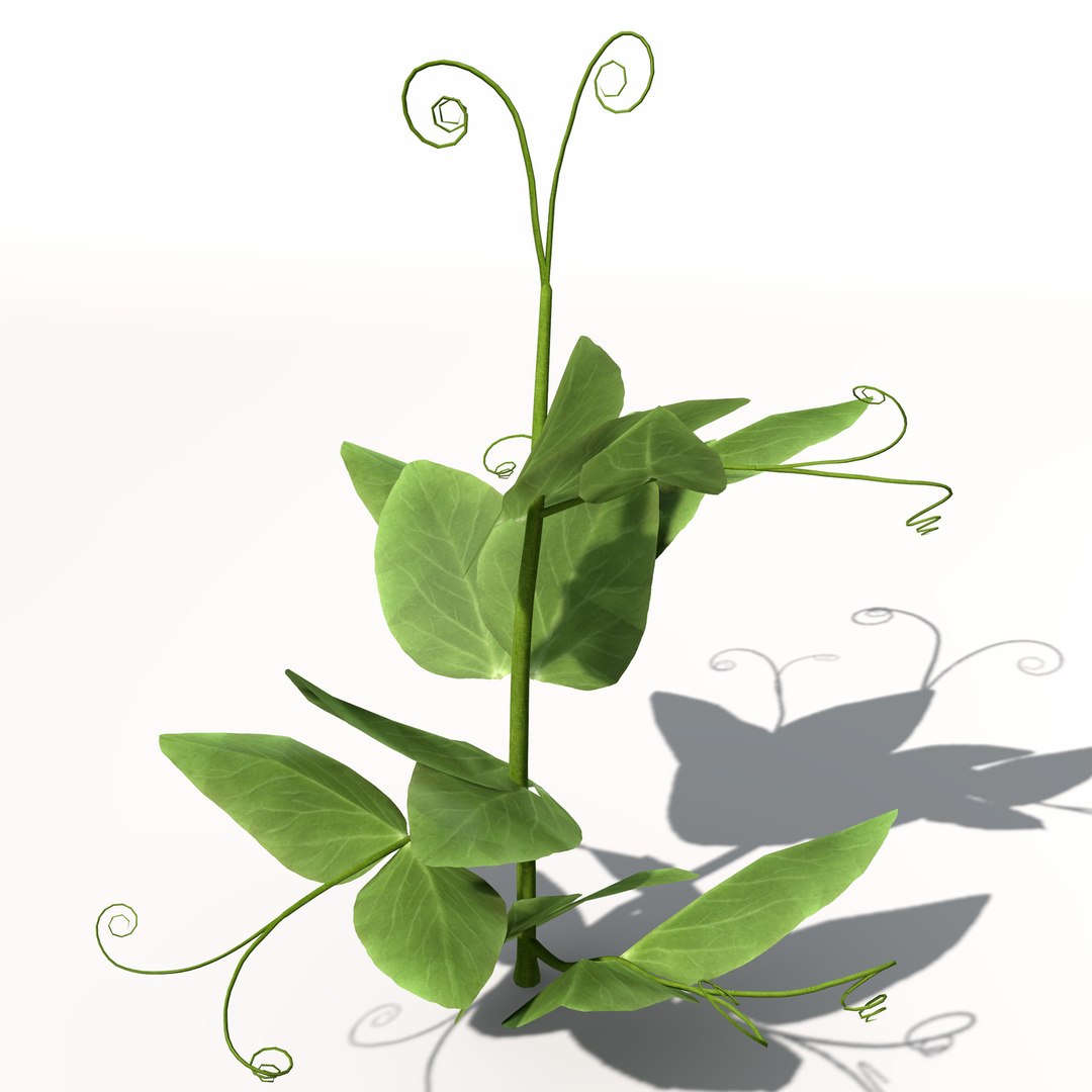 Peas Plant 3d Model