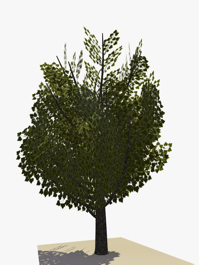 Tree Animations C4d