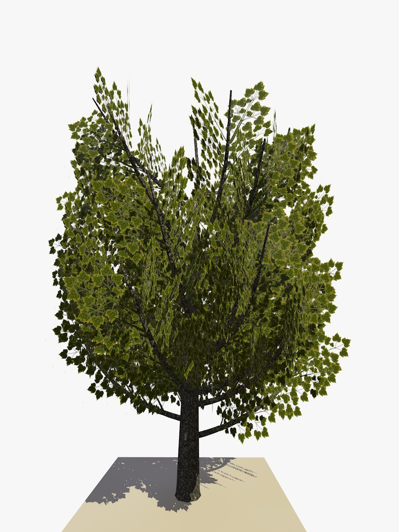 Tree Animations C4d