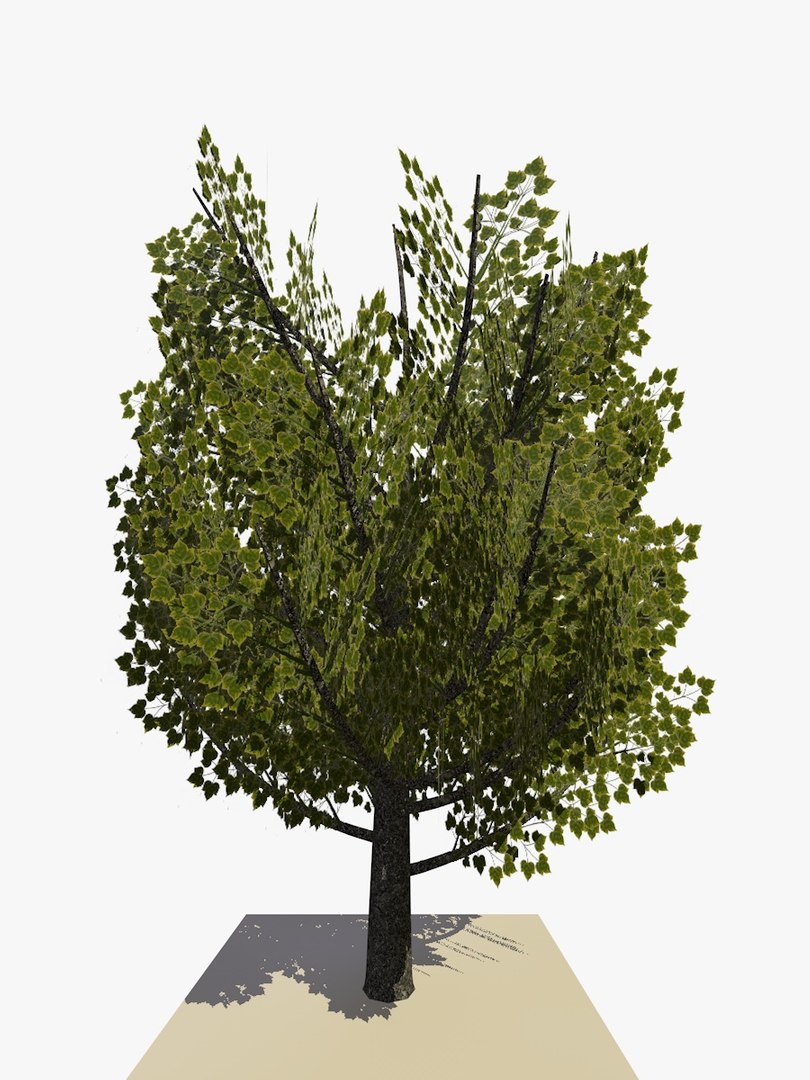 Tree Animations C4d