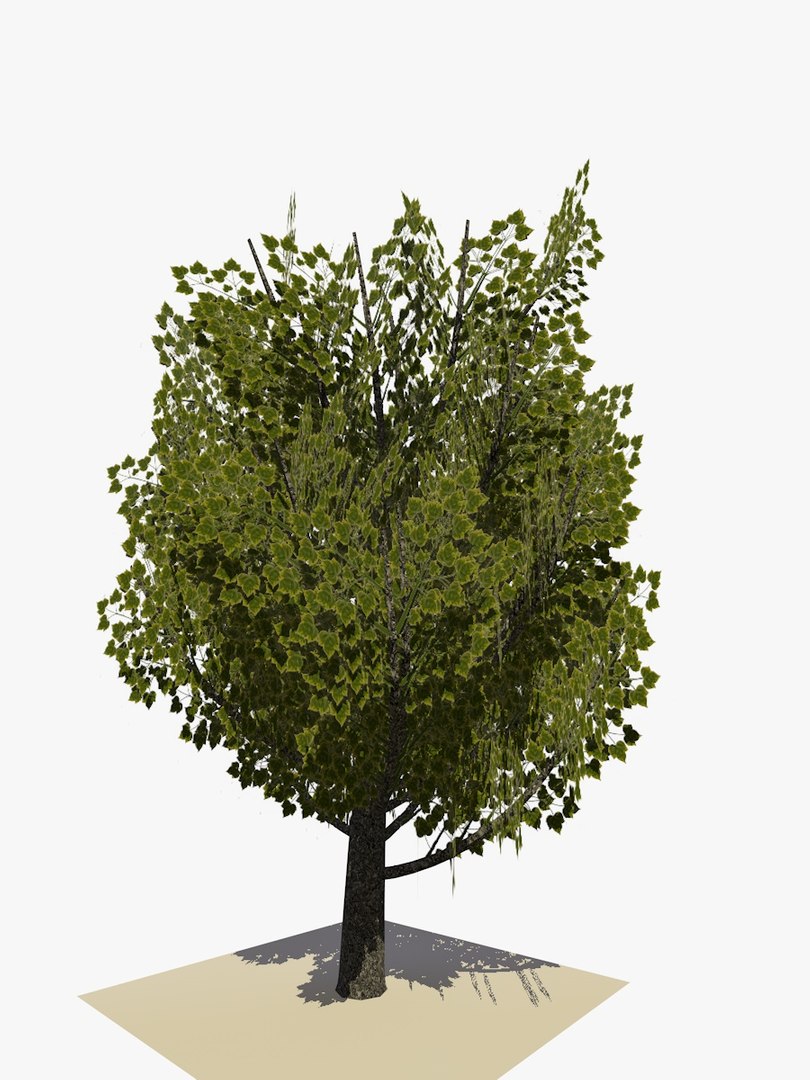 Tree Animations C4d