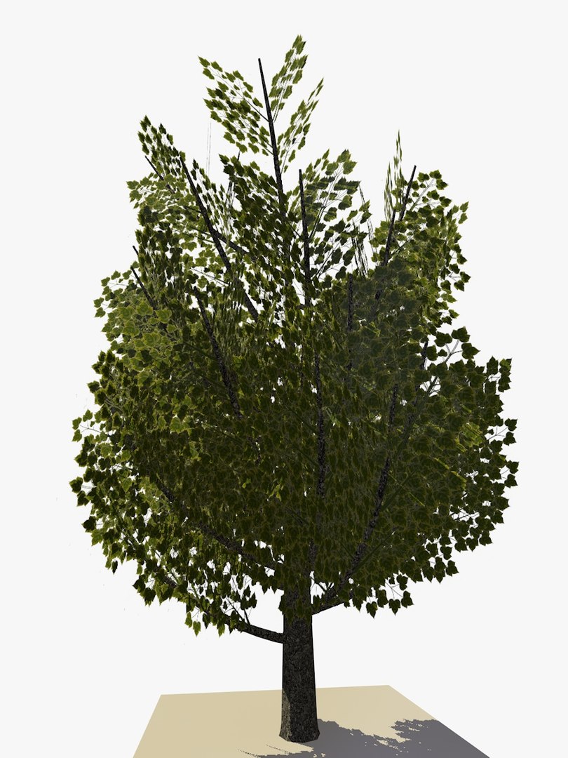 Tree Animations C4d