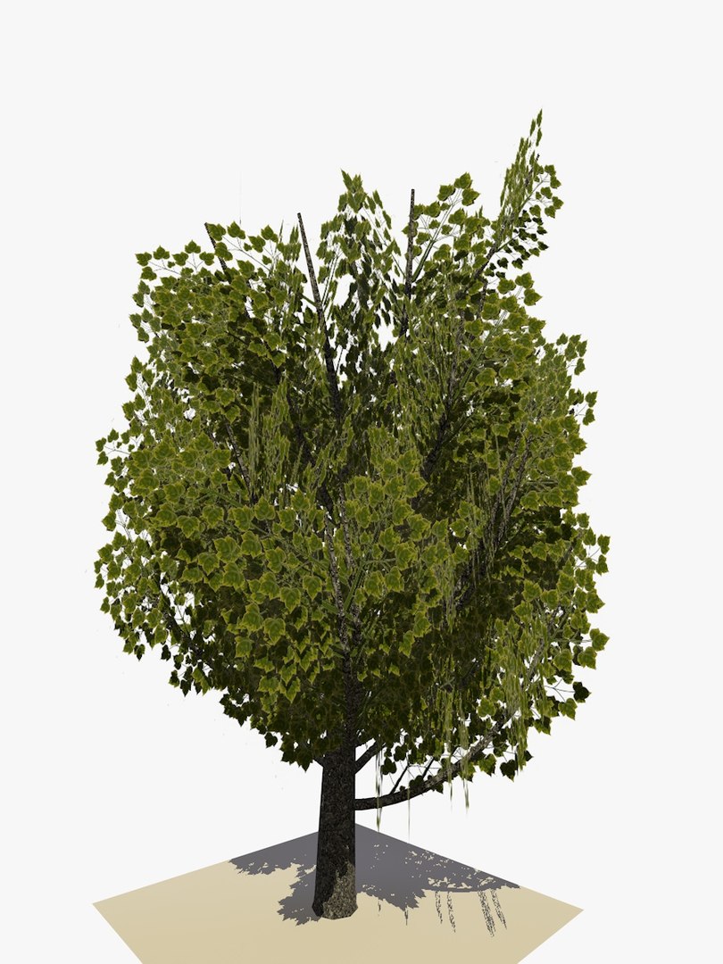 Tree Animations C4d