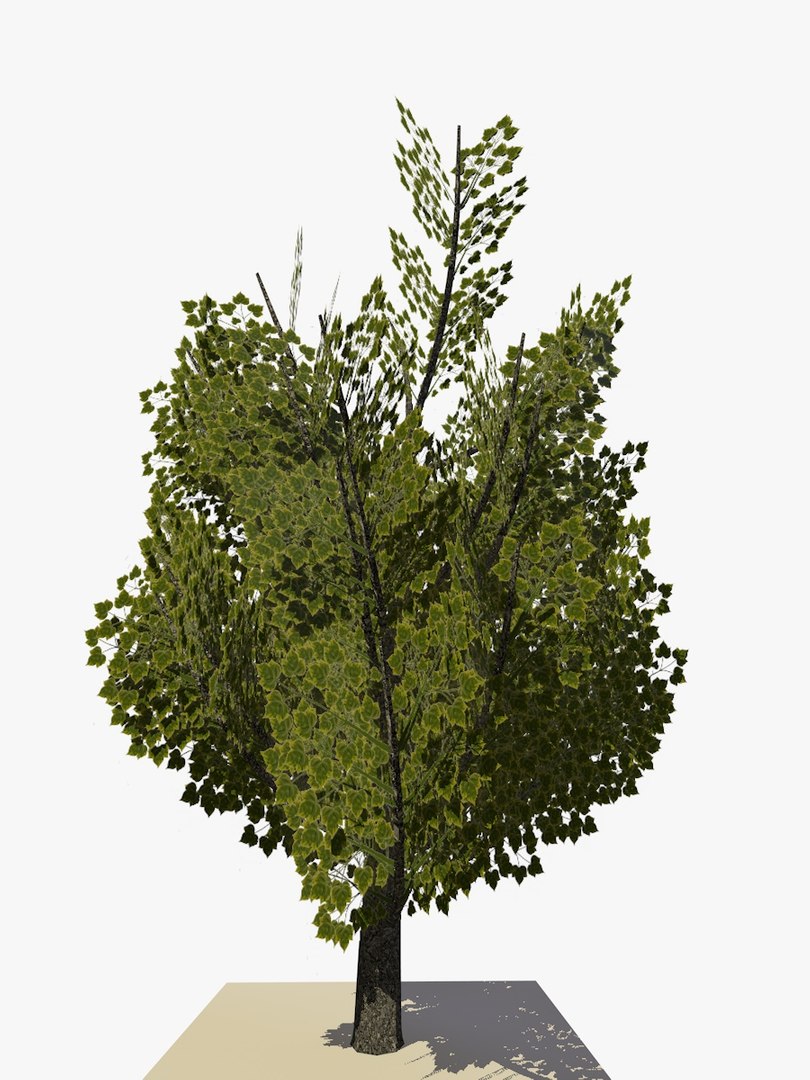 Tree Animations C4d