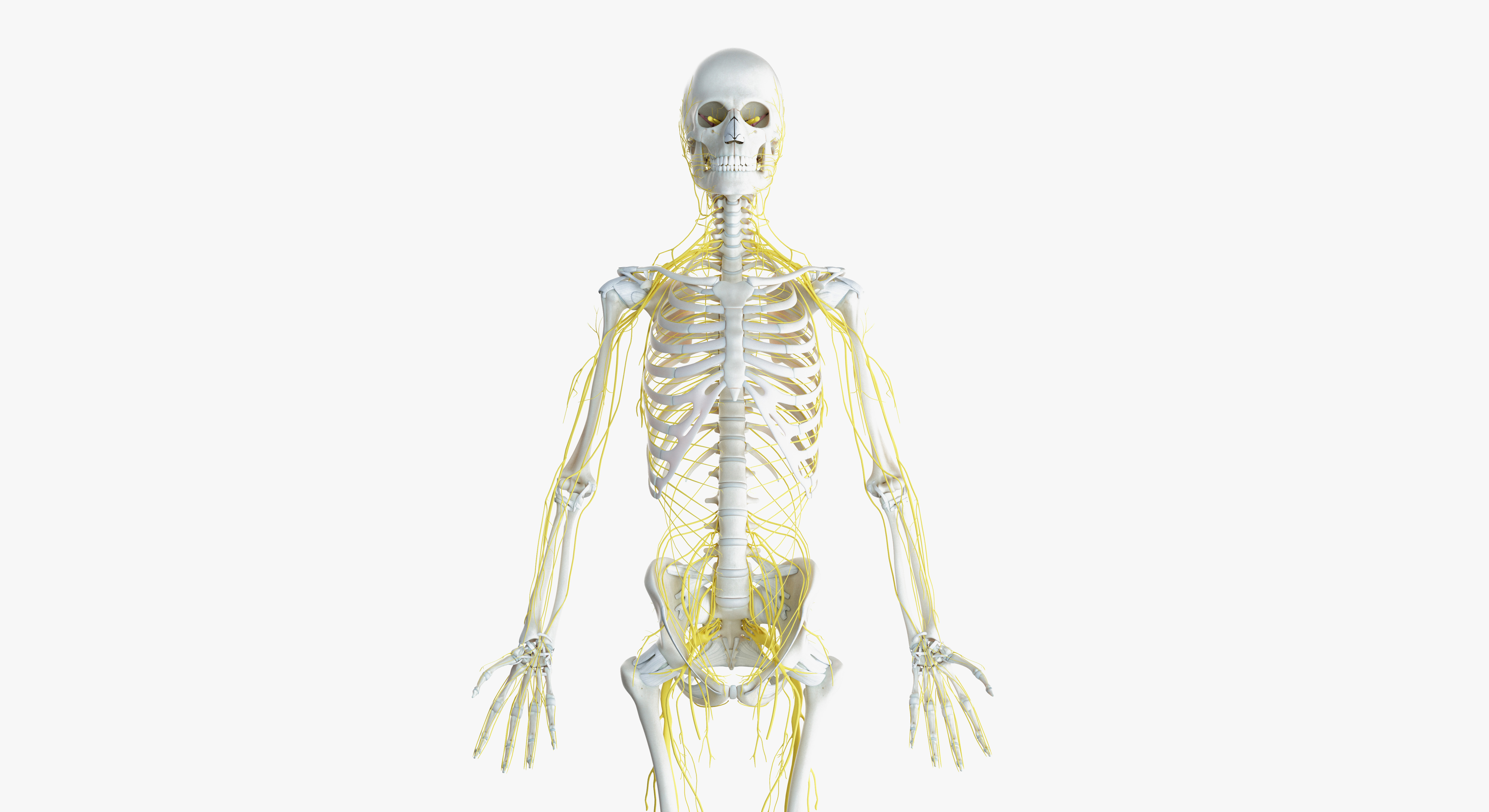 3D female skin skeleton nerves model - TurboSquid 1378445