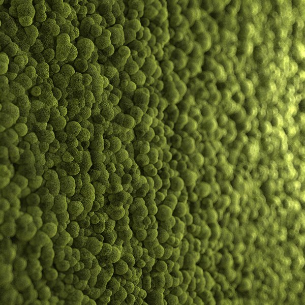 3d model photorealistic moss