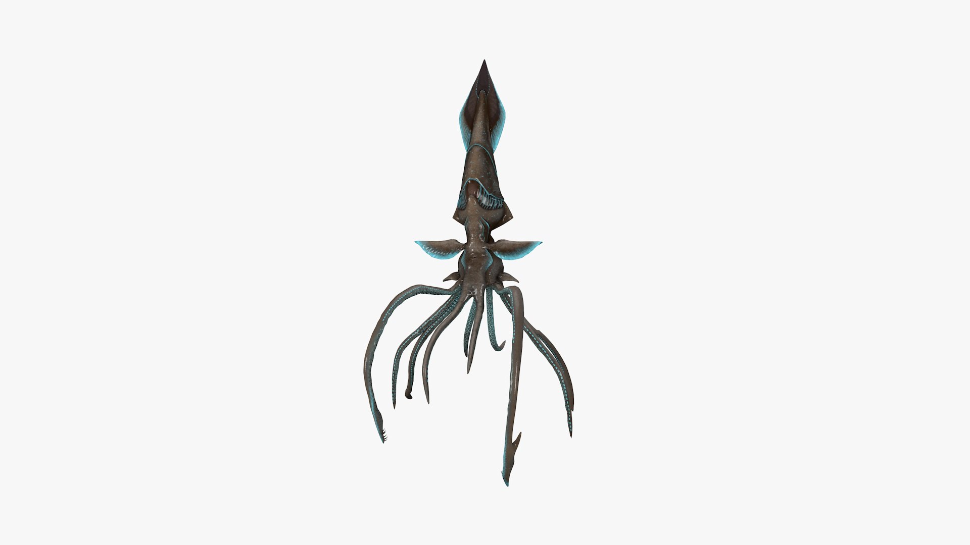 Squid 3D Model - TurboSquid 2404585