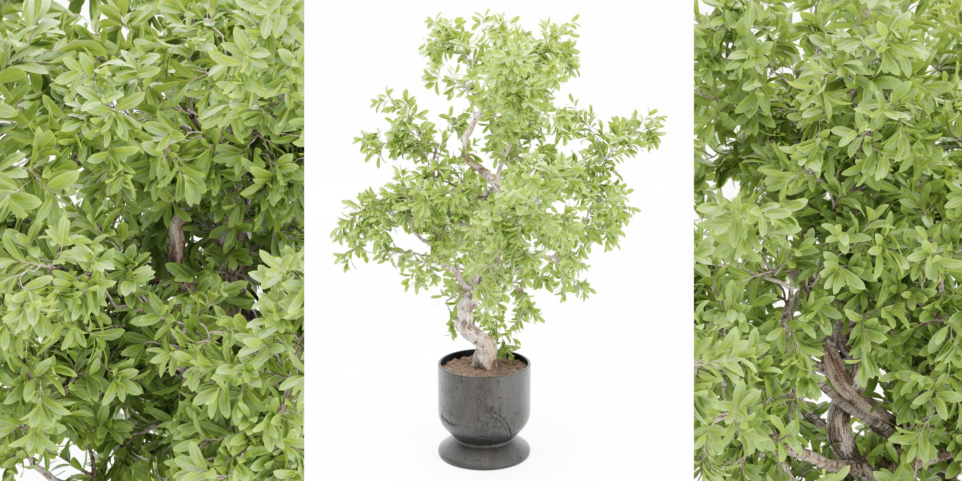 3D Plants Collection-Blender 3D Model - TurboSquid 2144548