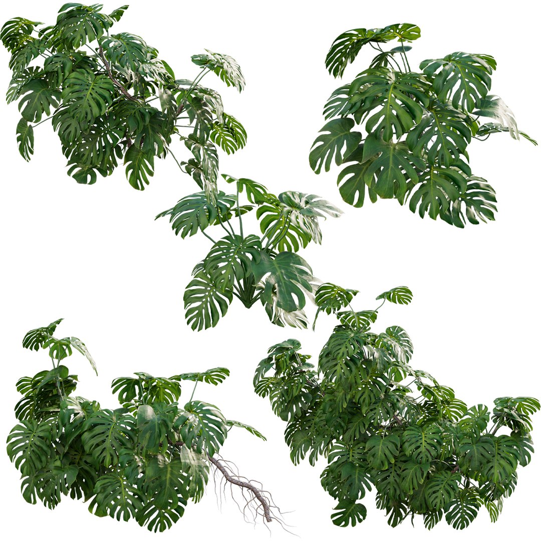 Monstera deliciosa 3D model - TurboSquid 1781094