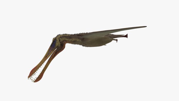 3D Dimorphodon Pterosaur Basic Rigged - TurboSquid 1971238