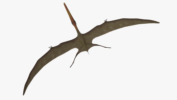 3D Dimorphodon Pterosaur Basic Rigged - TurboSquid 1971238