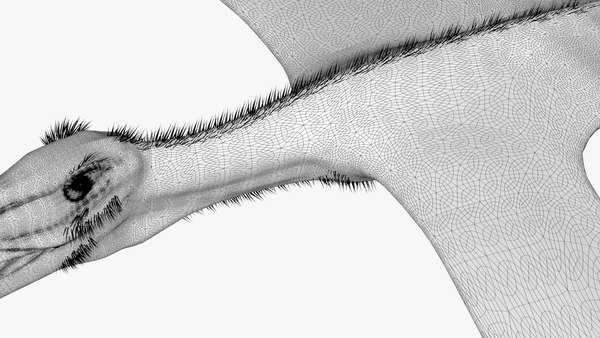 3D Dimorphodon Pterosaur Basic Rigged - TurboSquid 1971238
