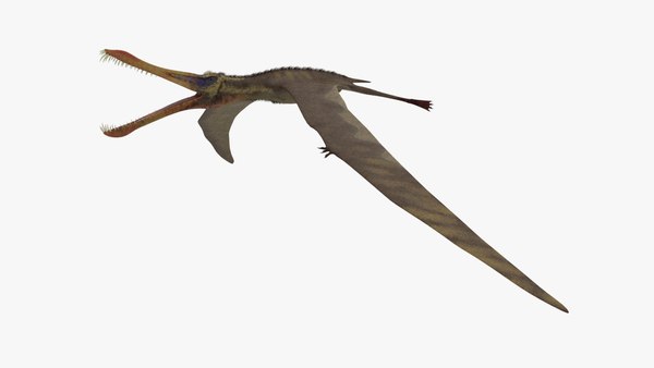 3D Dimorphodon Pterosaur Basic Rigged - TurboSquid 1971238