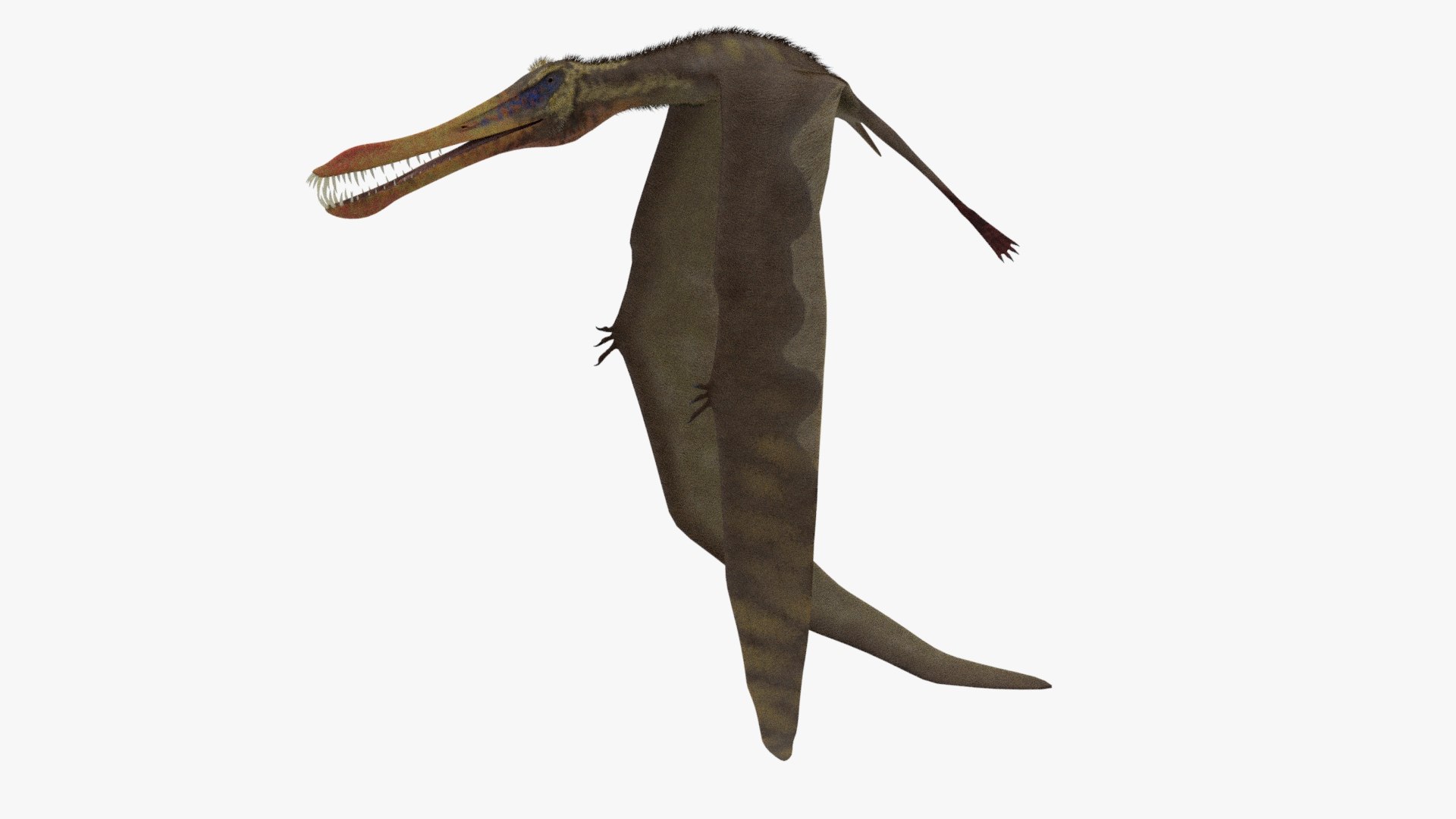 3D Dimorphodon Pterosaur Basic Rigged - TurboSquid 1971238