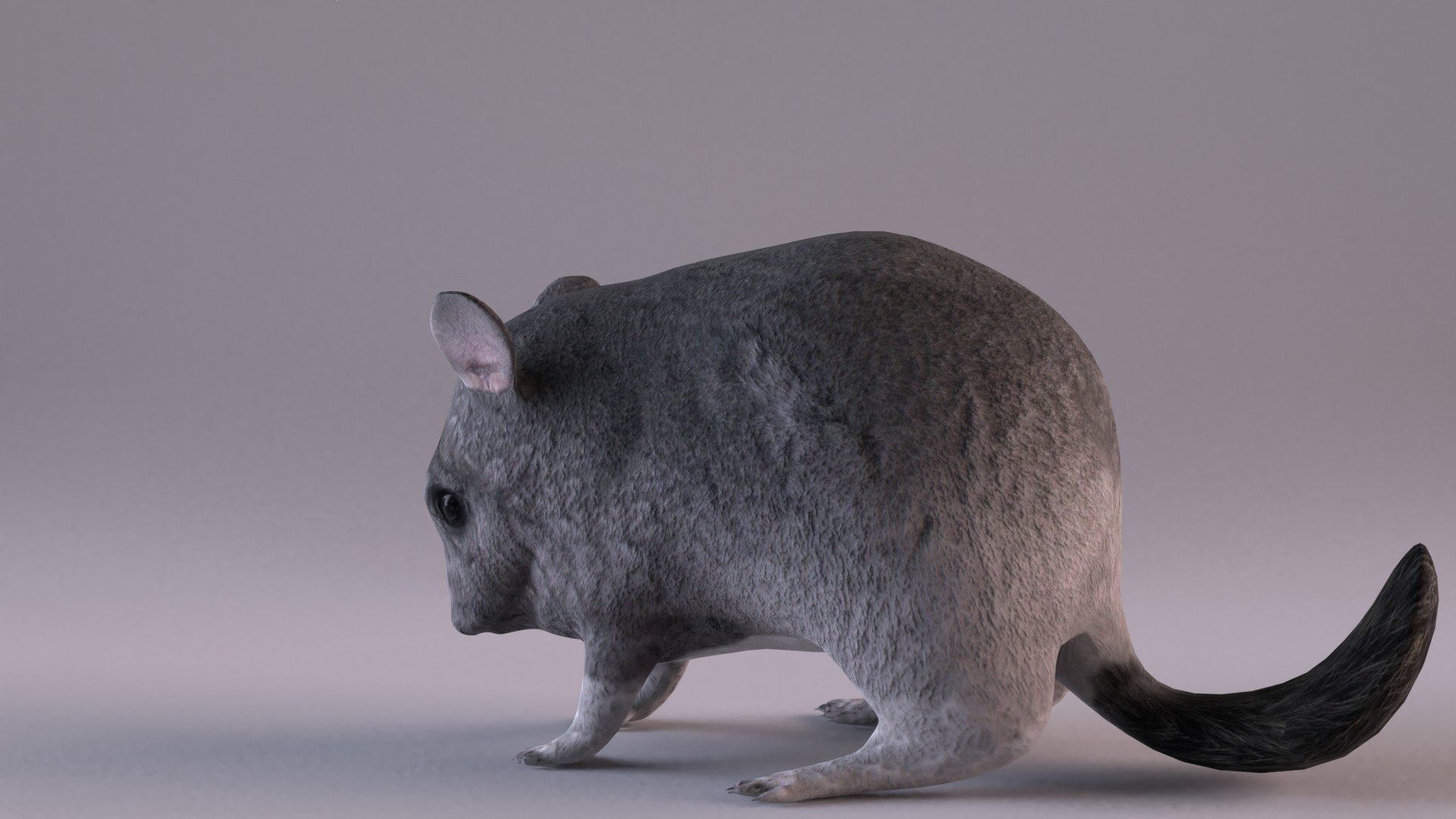 Animal Rodent Mammal 3D Model - TurboSquid 1635259
