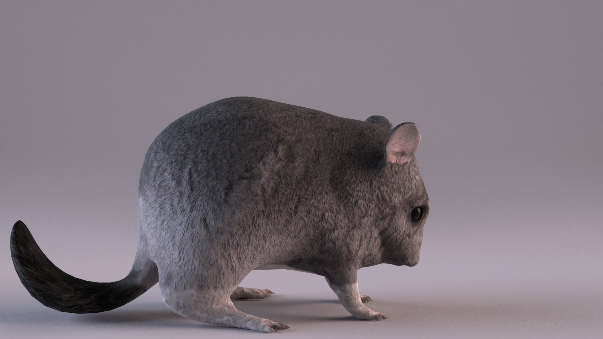 Animal Rodent Mammal 3D Model - TurboSquid 1635259