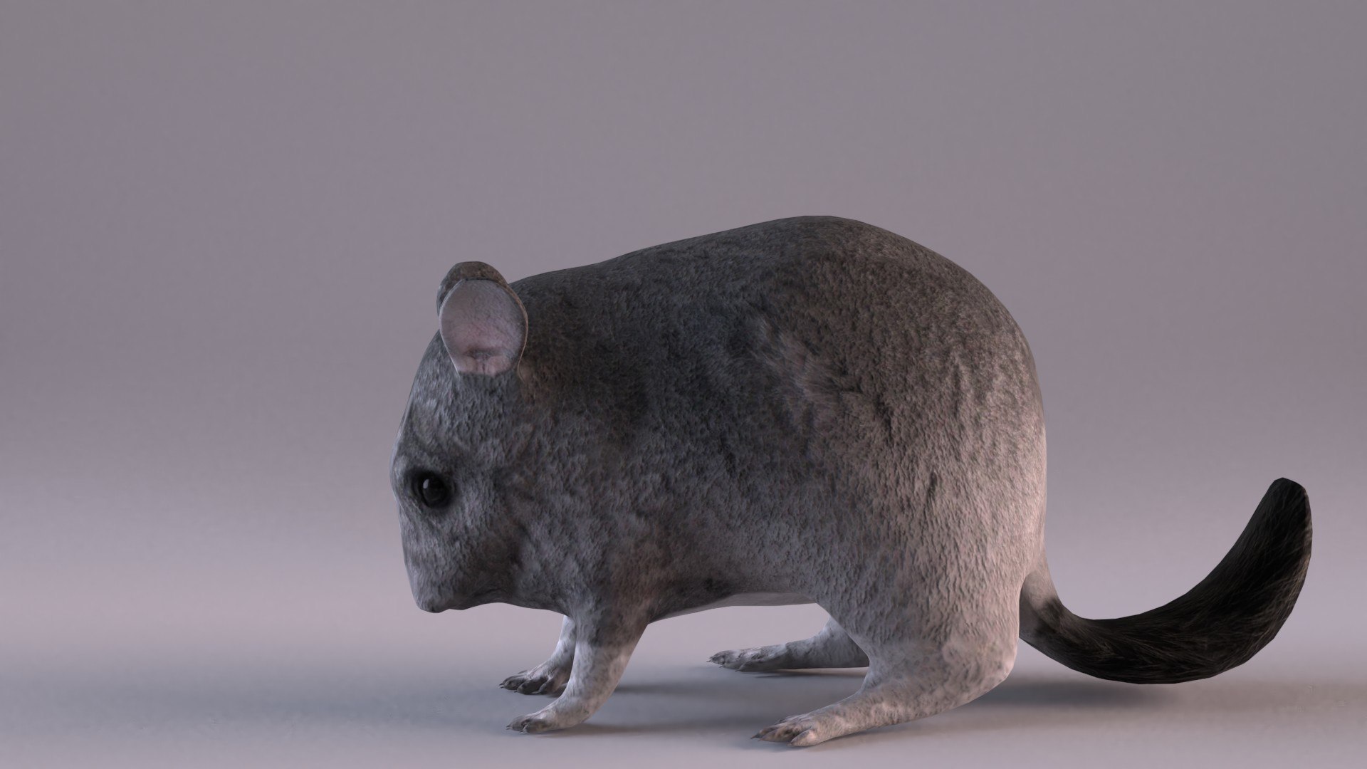 Animal Rodent Mammal 3D Model - TurboSquid 1635259