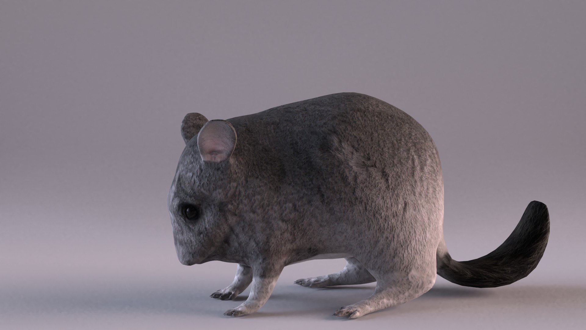 Animal Rodent Mammal 3D Model - TurboSquid 1635259
