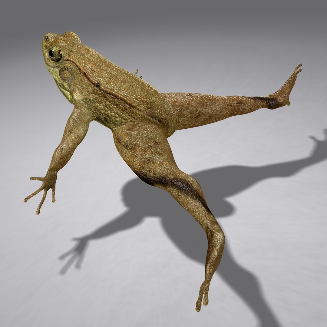 maya photorealistic green frog animation