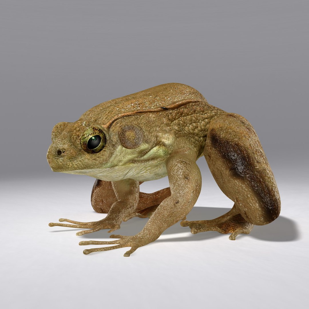 Maya Photorealistic Green Frog Animation