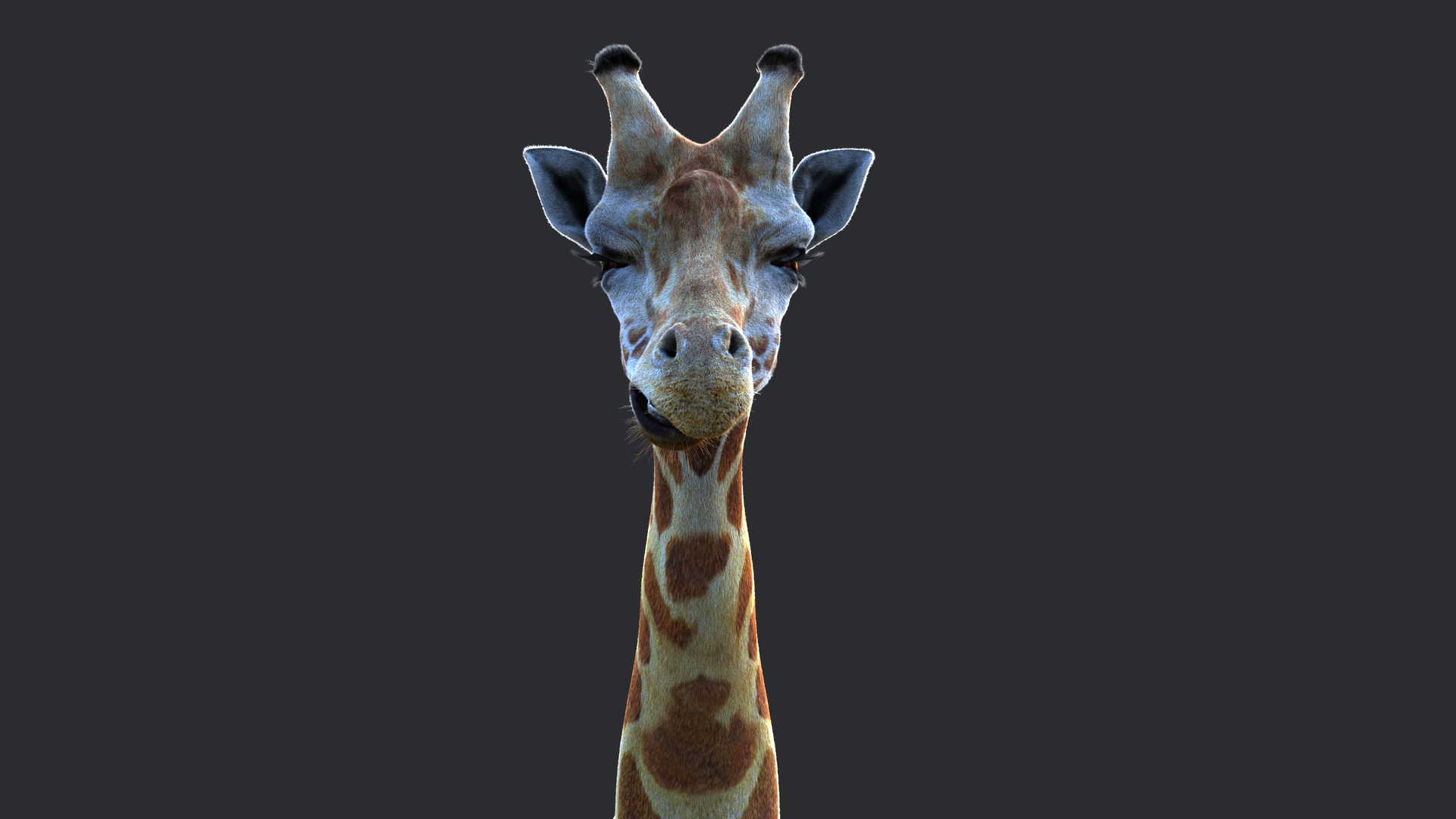 3D GIRAFFE XGEN-CORE ANIMATED - TurboSquid 2253818