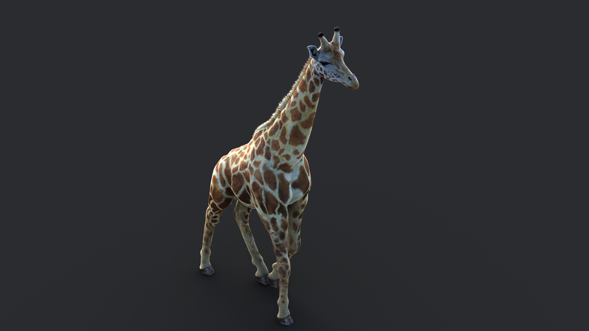 3D GIRAFFE XGEN-CORE ANIMATED - TurboSquid 2253818