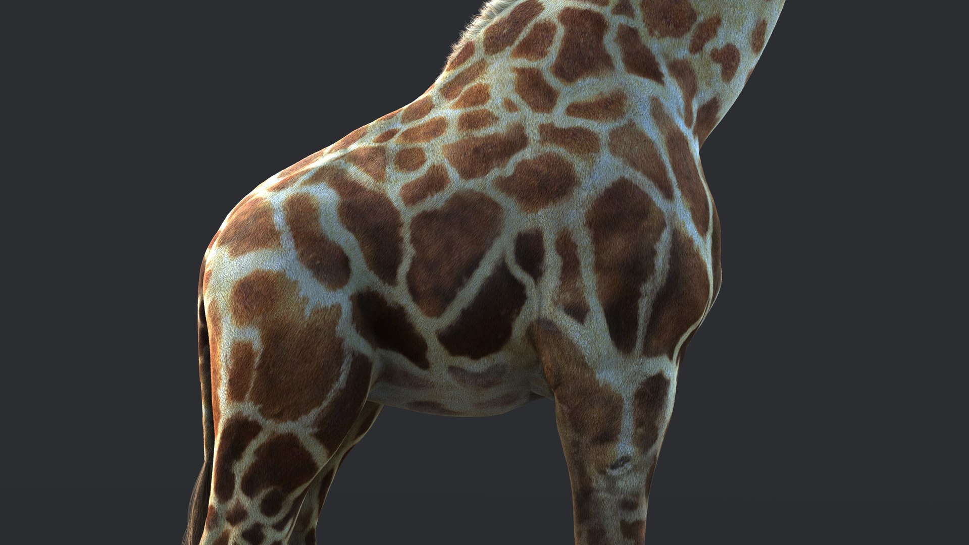 3D GIRAFFE XGEN-CORE ANIMATED - TurboSquid 2253818