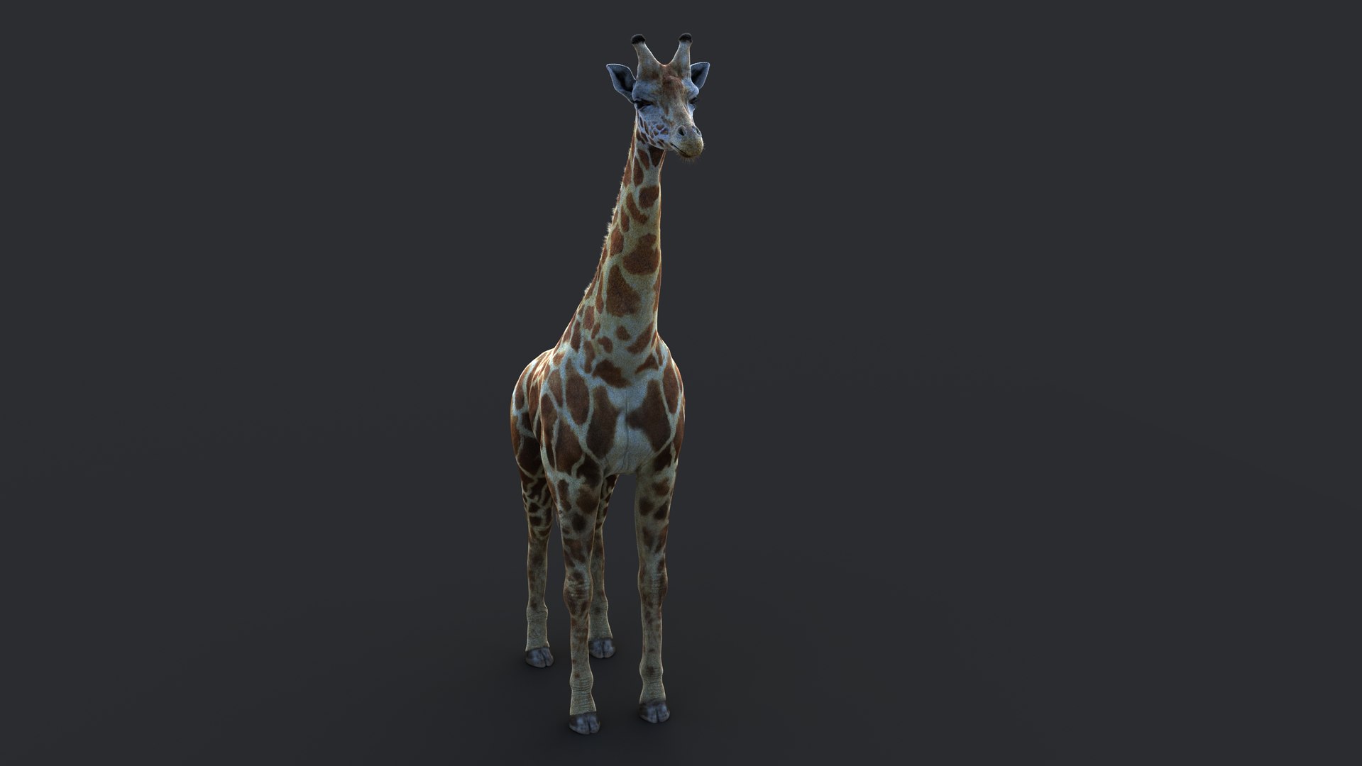 3D GIRAFFE XGEN-CORE ANIMATED - TurboSquid 2253818