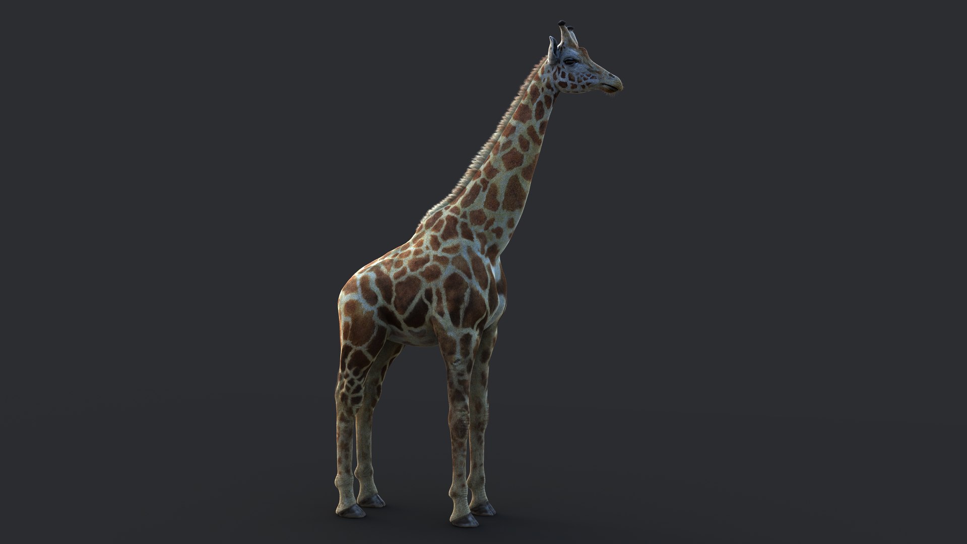 3D GIRAFFE XGEN-CORE ANIMATED - TurboSquid 2253818