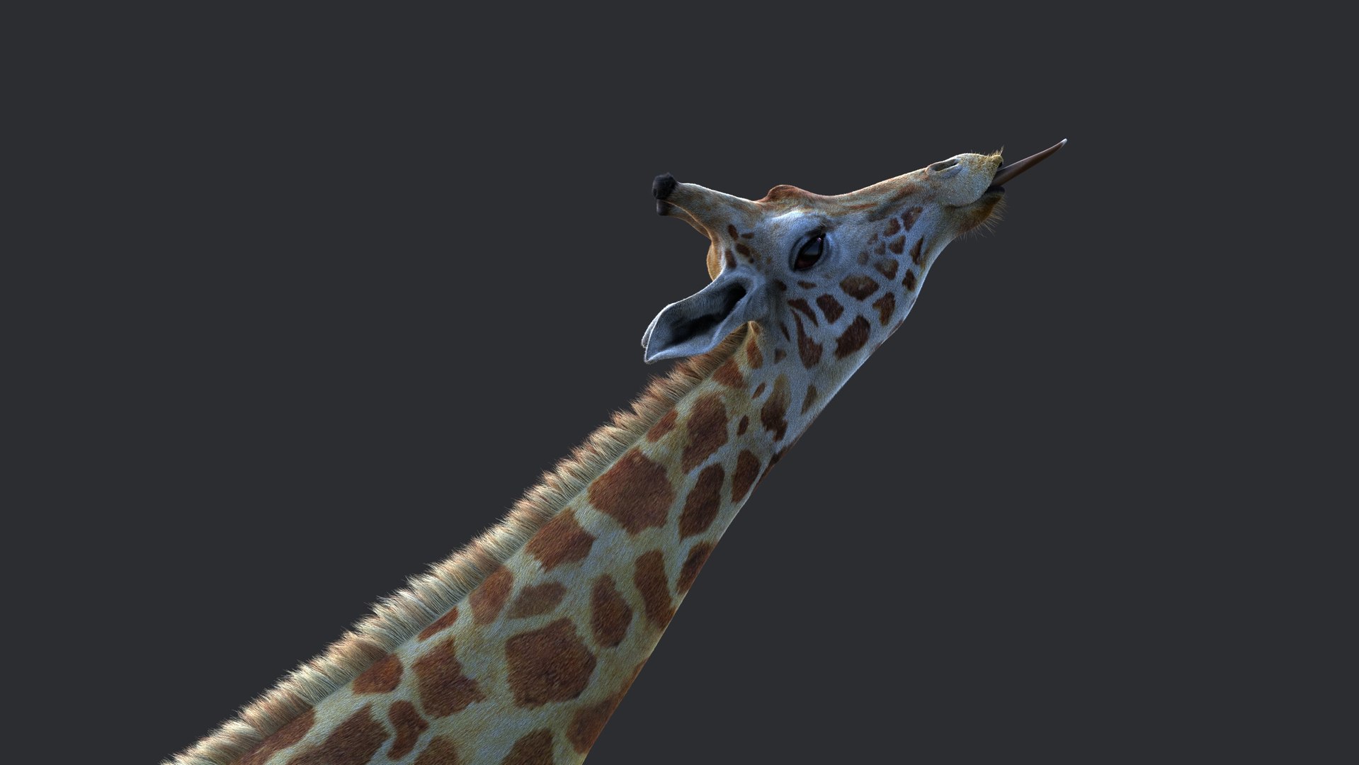 3D GIRAFFE XGEN-CORE ANIMATED - TurboSquid 2253818