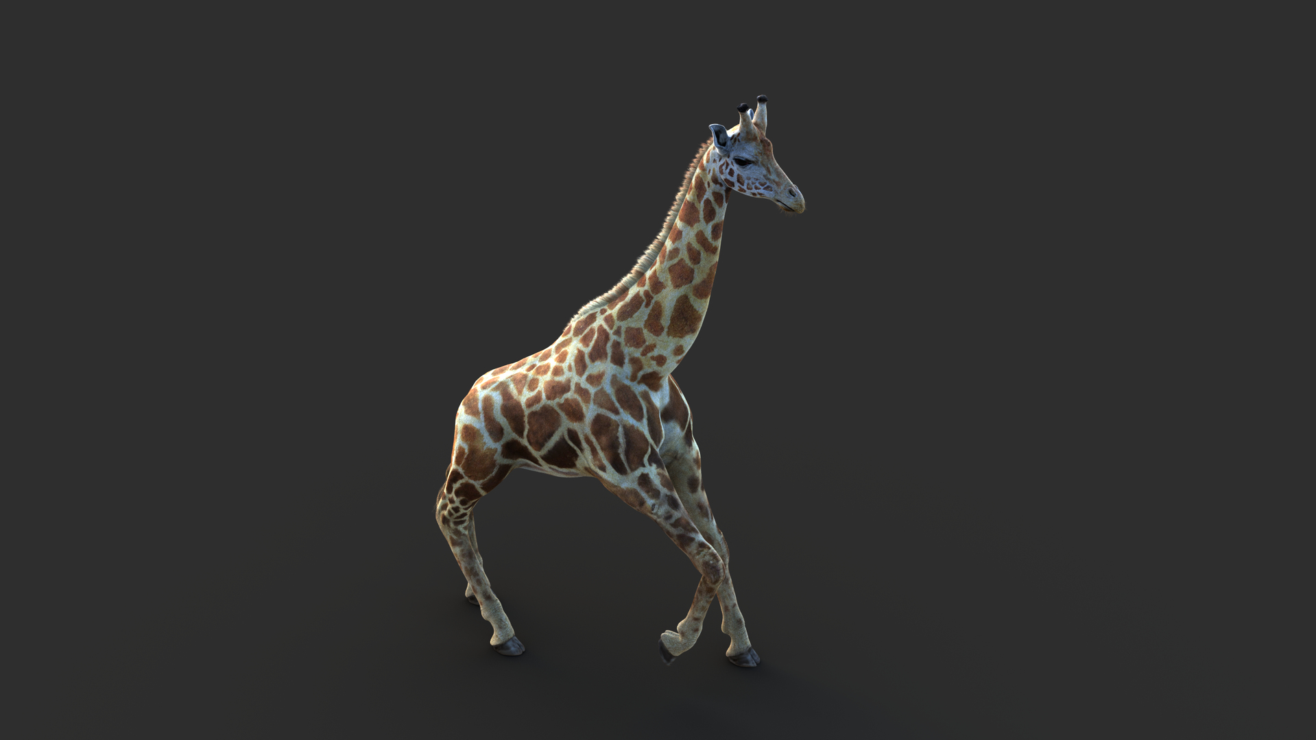 3D GIRAFFE XGEN-CORE ANIMATED - TurboSquid 2253818